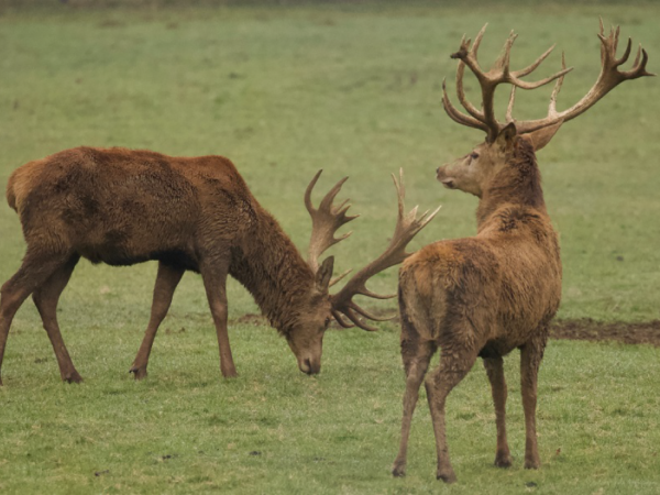 Principales Características - Ciervo Colorado - CAZADOR